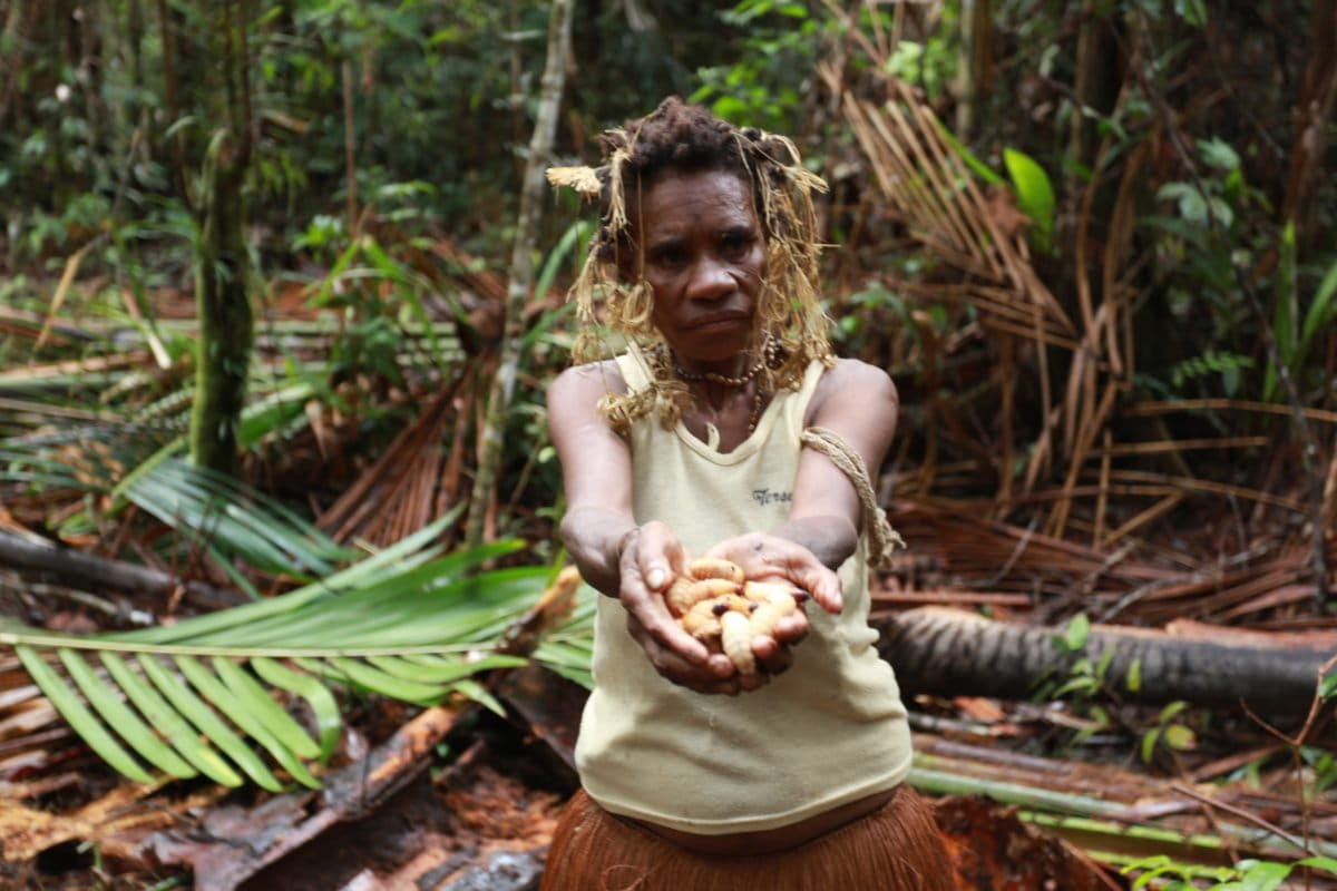 With a feast of grubs, a tribe makes its case for forest stewardship