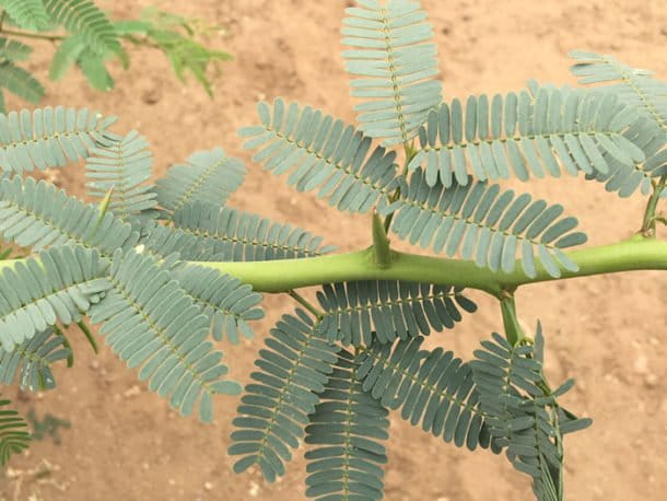 Kenyan charcoal businesses trying to nip invasive tree in the bud