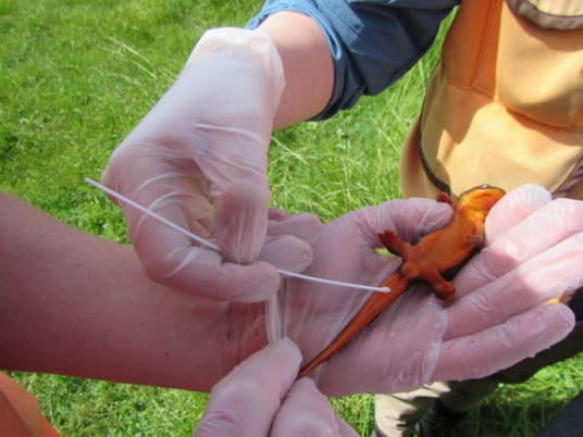 Will trade bans stop a deadly salamander plague from invading the US?