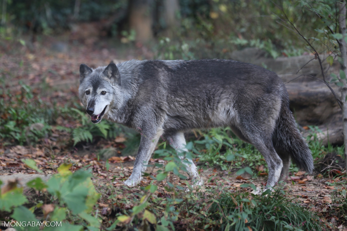 Why top predators matter (insider)