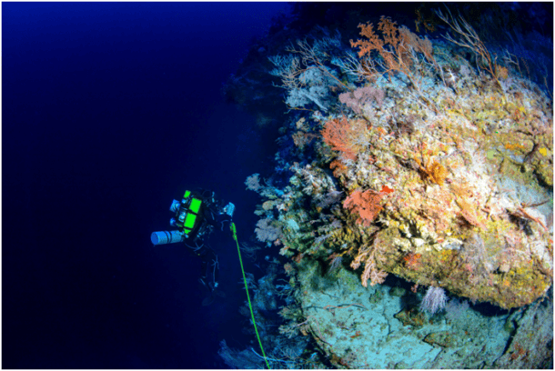 Are deep sea reefs really a lifeboat for our vanishing corals?