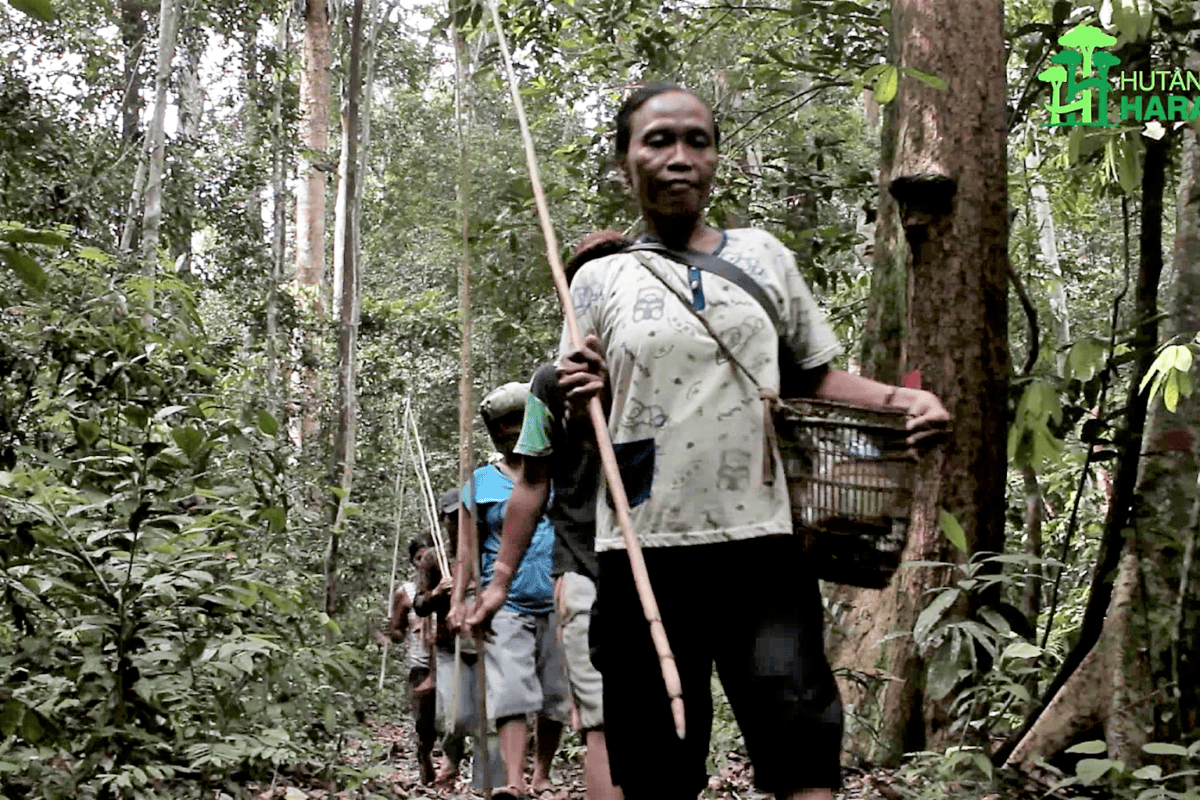 End of funding dims hopes for a Sumatran forest targeted by palm oil ...