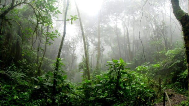 California’s Tropical Forest Standard could be the state’s most ...
