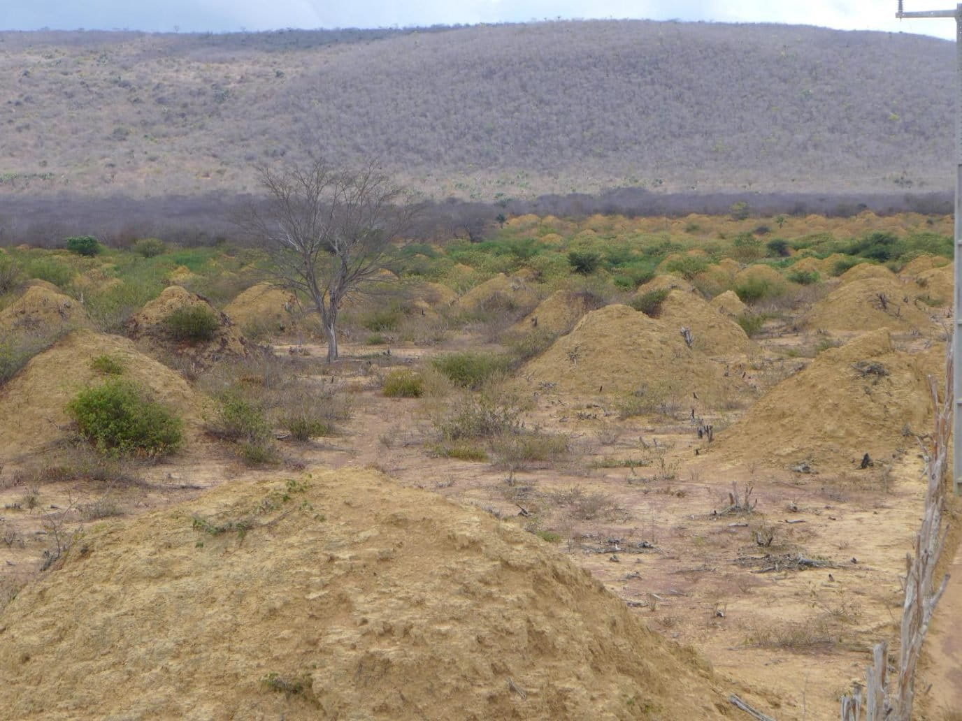These 4,000-year-old termite mounds are visible from space and still in use
