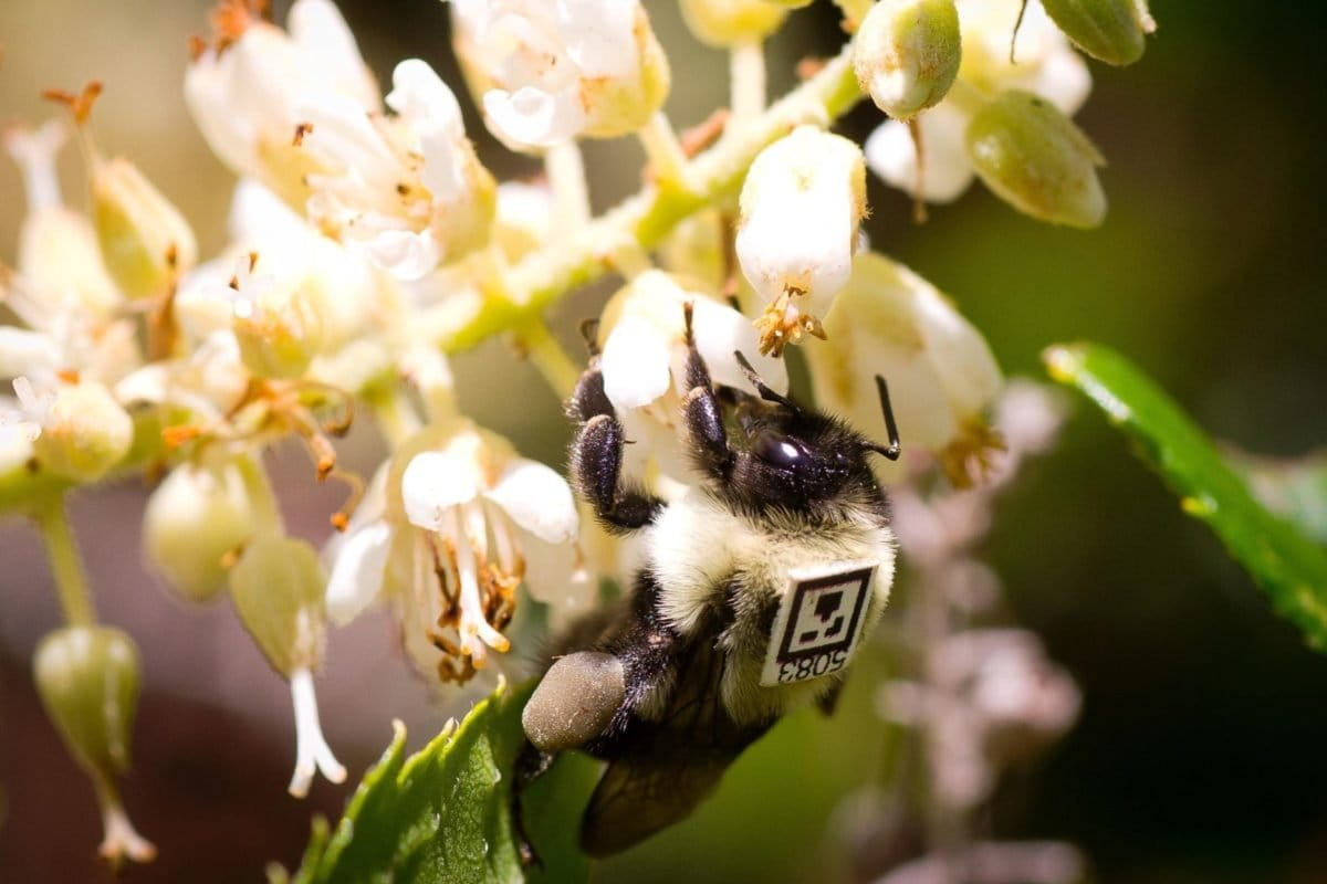 Camera-wielding robot records effects of pesticide on bees’ behavior