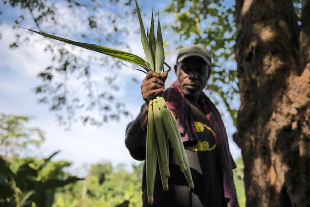Agroforestry supports food security and conservation in Papua New Guinea