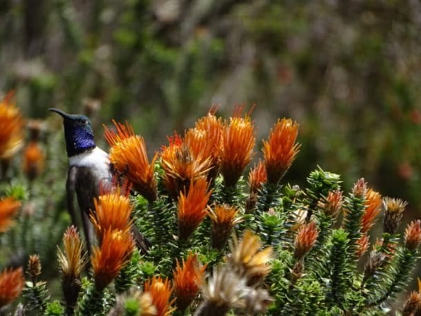 This blue-throated hummingbird is new to science — but already endangered