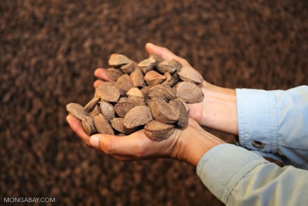 New research quantifies ecosystem services provided by Amazon rainforest