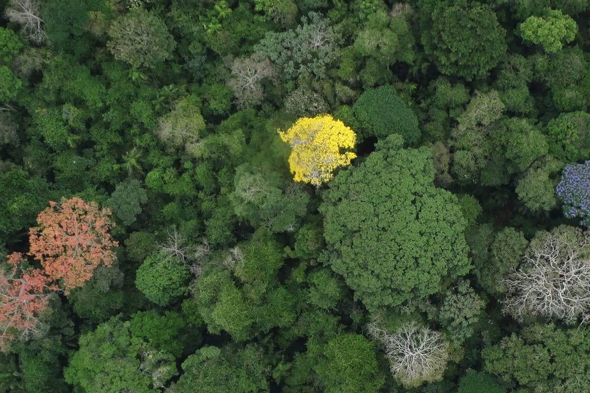 Tropical trees grow most easily where they are rare