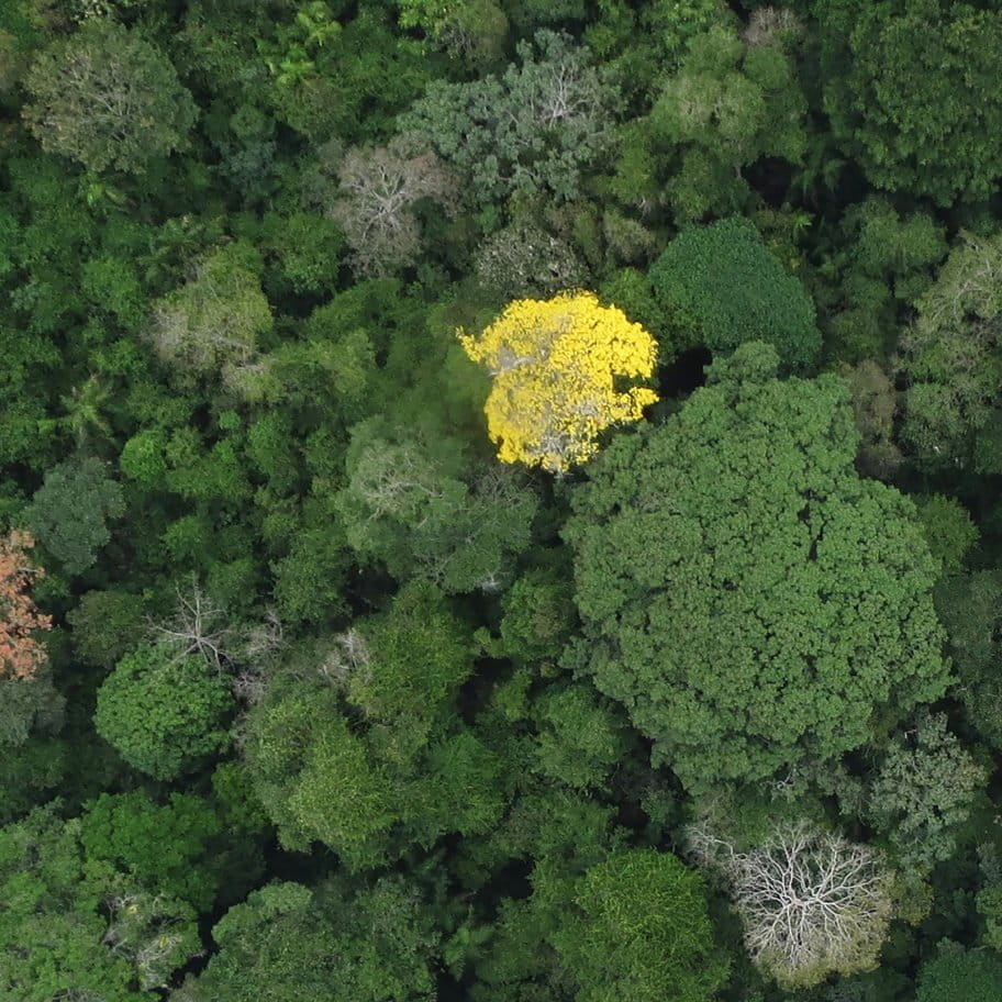 Conservation news on Panama