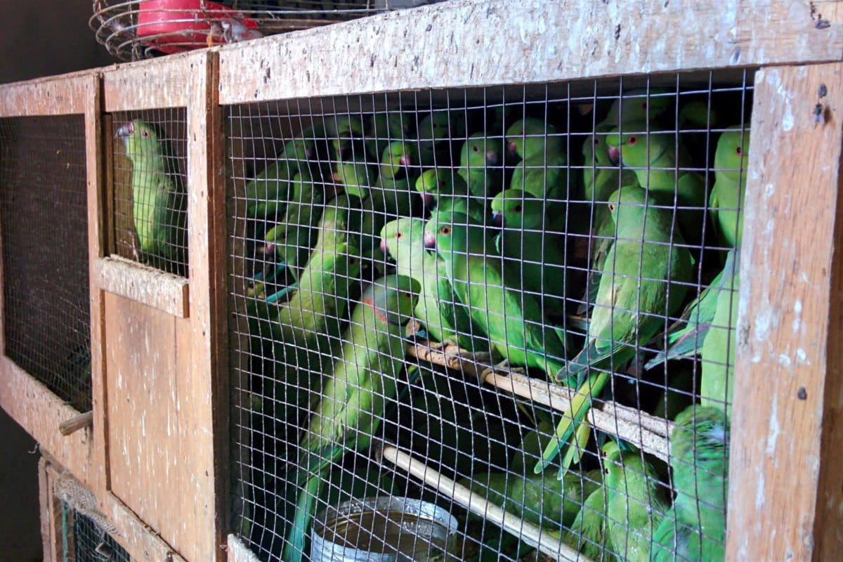 Deadly parrot virus found in native birds from Asia and Africa