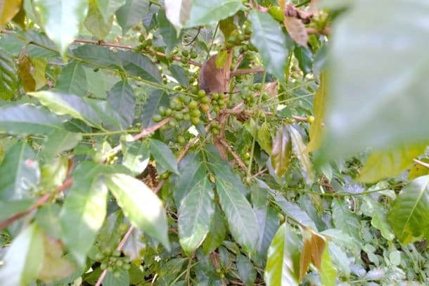 Agroforestry 'home gardens' build community resilience in southern Ethiopia