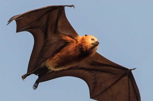 Culls push endangered fruit bat closer to extinction in Mauritius
