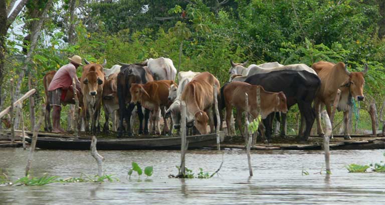 Extreme floods on the rise in the Amazon: study