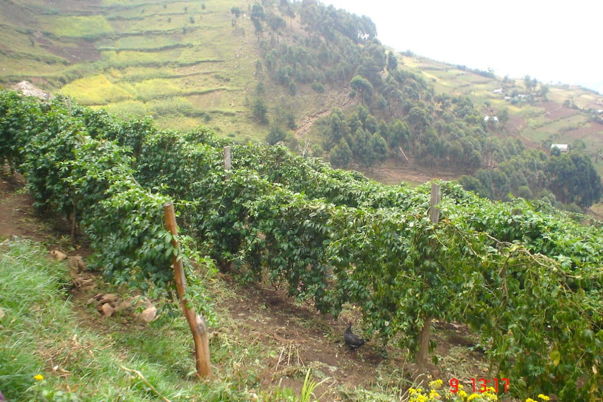 ‘We see its value’: Ugandan communities benefiting from agroforestry