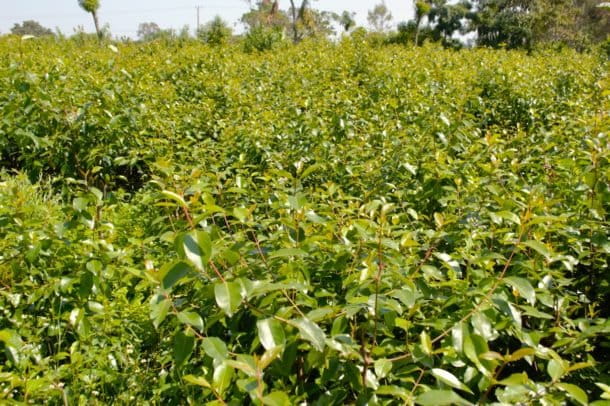 Ethiopia: Khat farming threatens food security, biodiversity, women ...