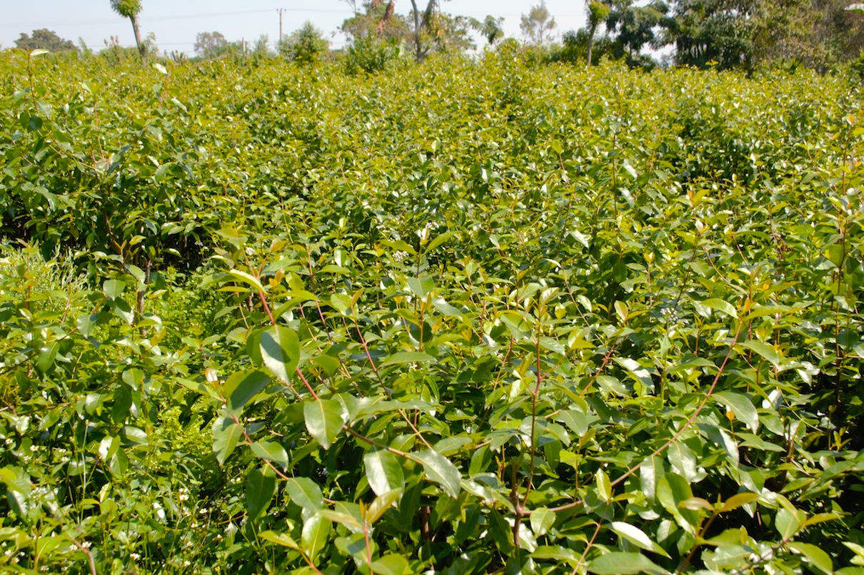 Ethiopia: Khat farming threatens food security, biodiversity, women ...
