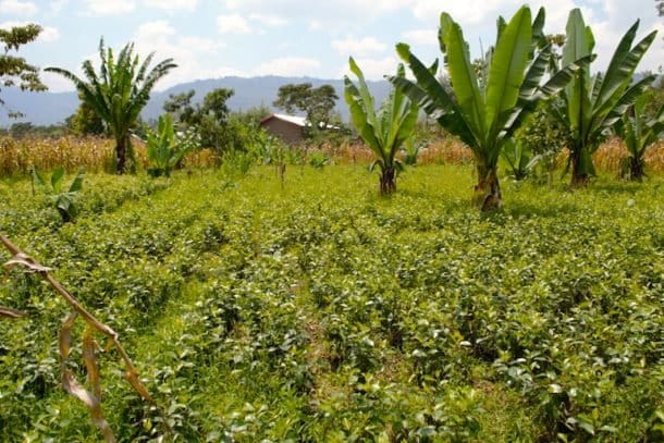 Ethiopia: Khat farming threatens food security, biodiversity, women ...