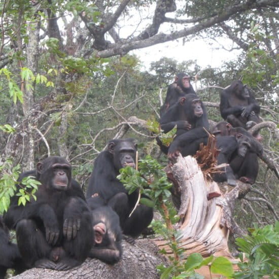 Conservation news on Zambia