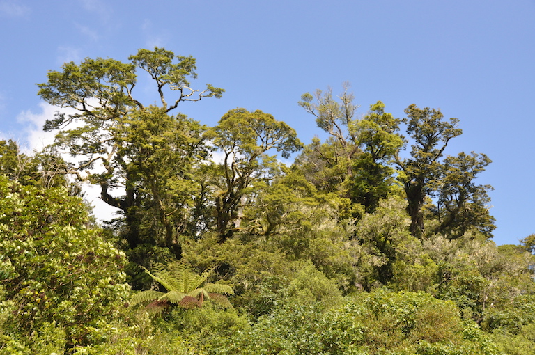 A Māori community leans on tradition to restore its forest