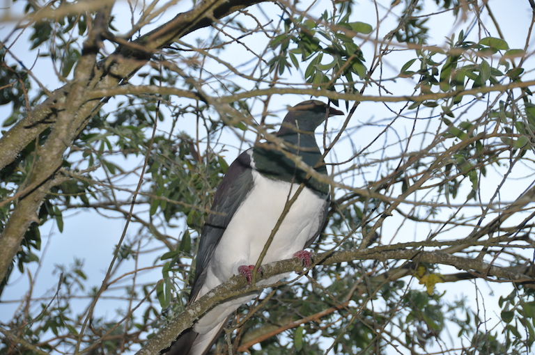 A Māori community leans on tradition to restore its forest