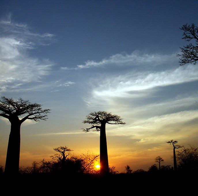 Series: Conservation in Madagascar