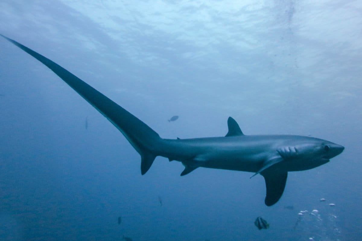 DNA test helps officials spot dodgy shark shipments