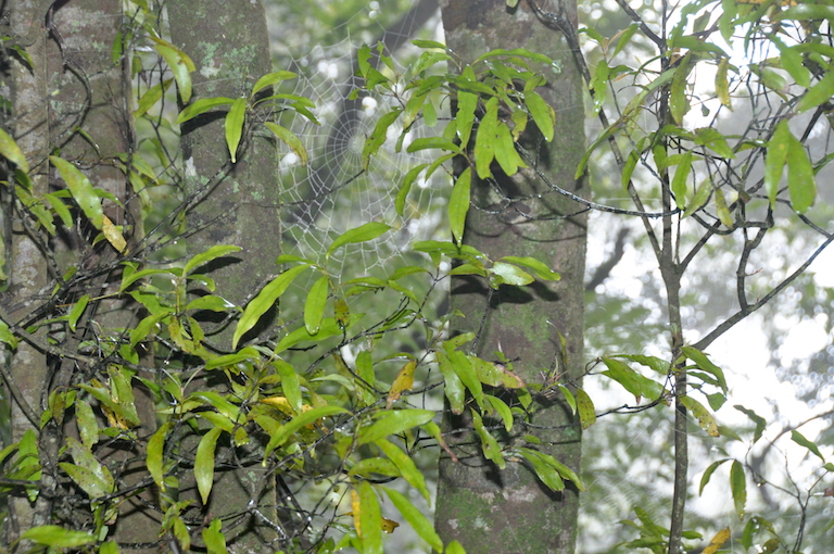 What makes a forest healthy? Māori knowledge has some answers.
