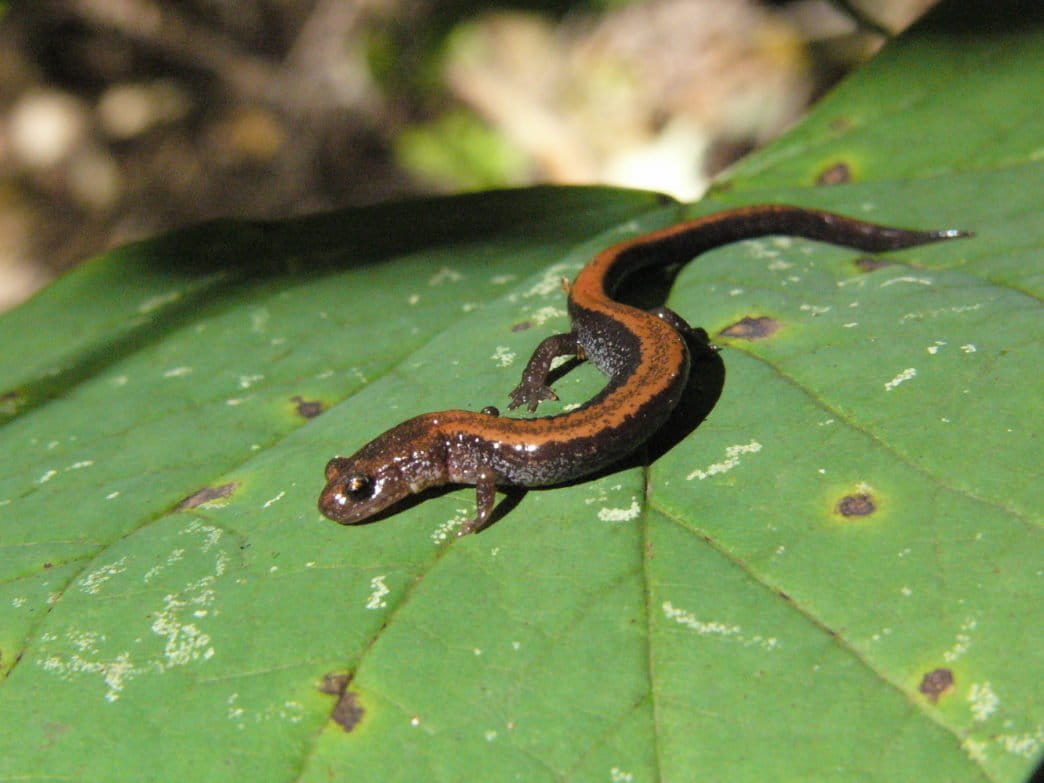 Essential ubiquity: How one tiny salamander species has a huge impact
