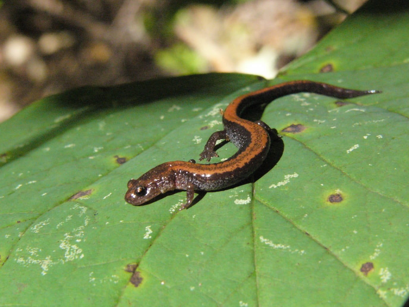 Essential ubiquity: How one tiny salamander species has a huge impact