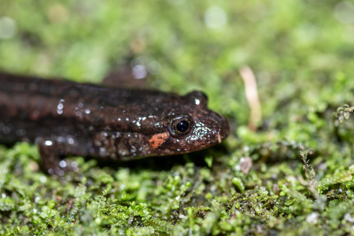 Disappearing salamanders: New research aims to solve a decades-old mystery