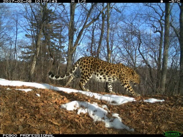 Top camera trapping stories of 2018