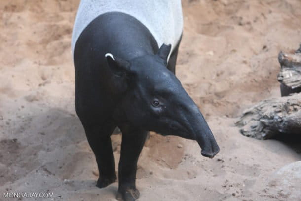 Bringing the tapir back to Borneo
