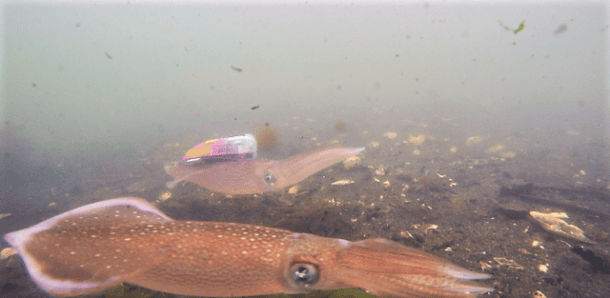 A ‘FitBit for squid’ could help track the ocean’s squishier species