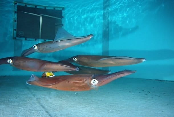 A ‘FitBit for squid’ could help track the ocean’s squishier species