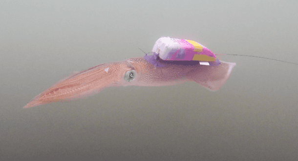 A ‘FitBit for squid’ could help track the ocean’s squishier species