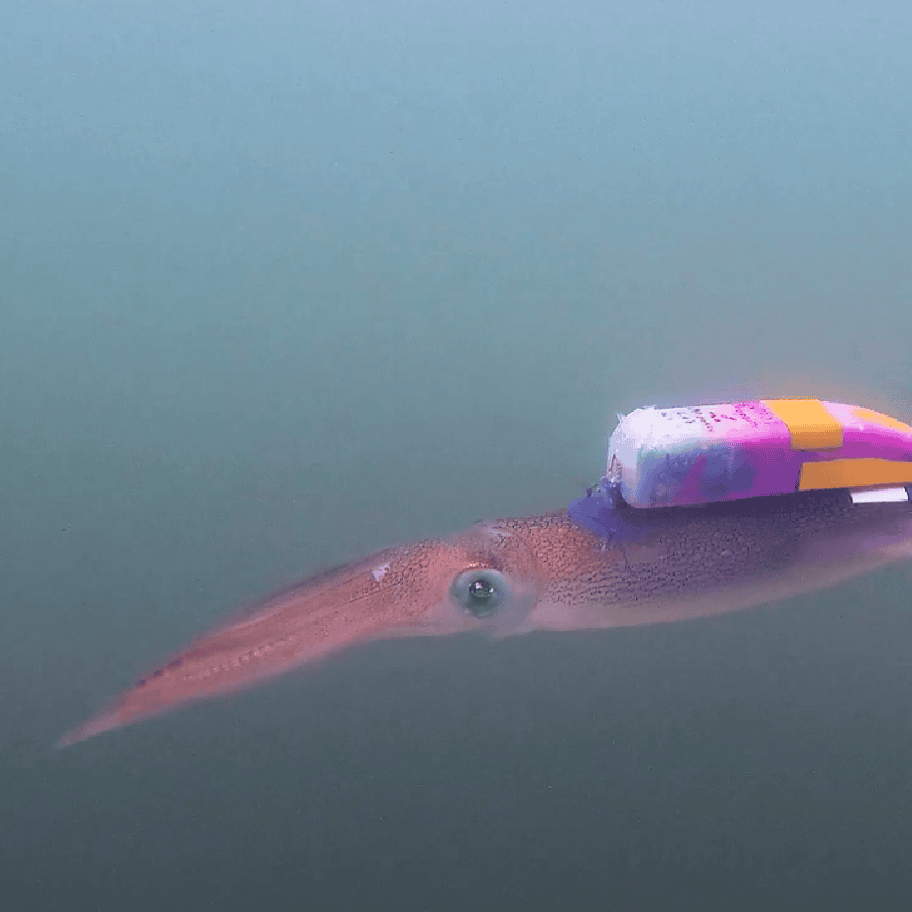 Marianne Messina Archives - Conservation news