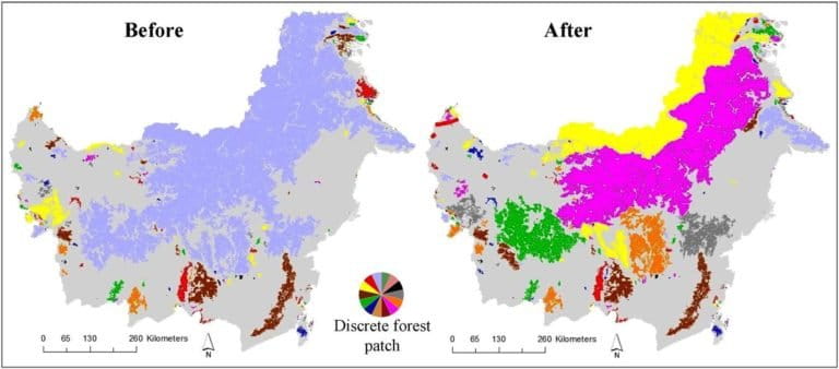 In Borneo, dwindling forests face further fragmentation as roads spread