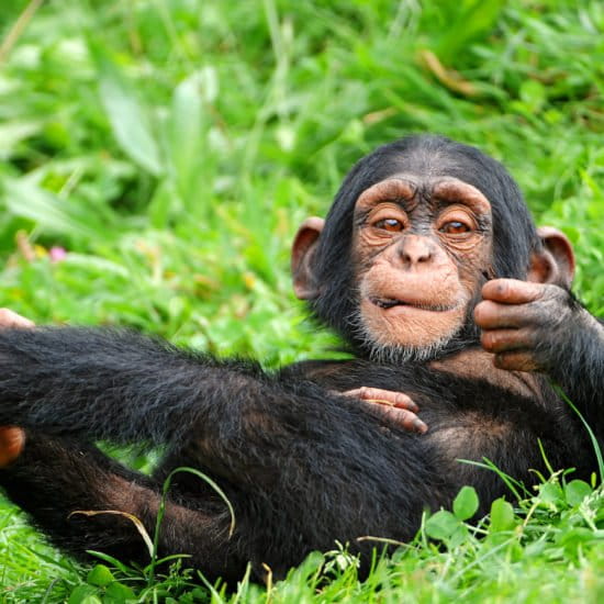 Conservation news on Bushmeat