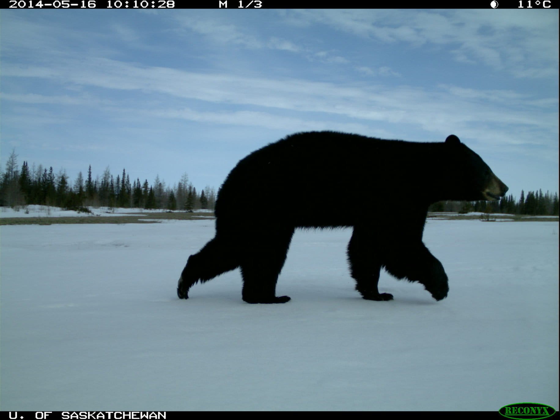 Camera traps and customary wisdom help redefine bear conservation