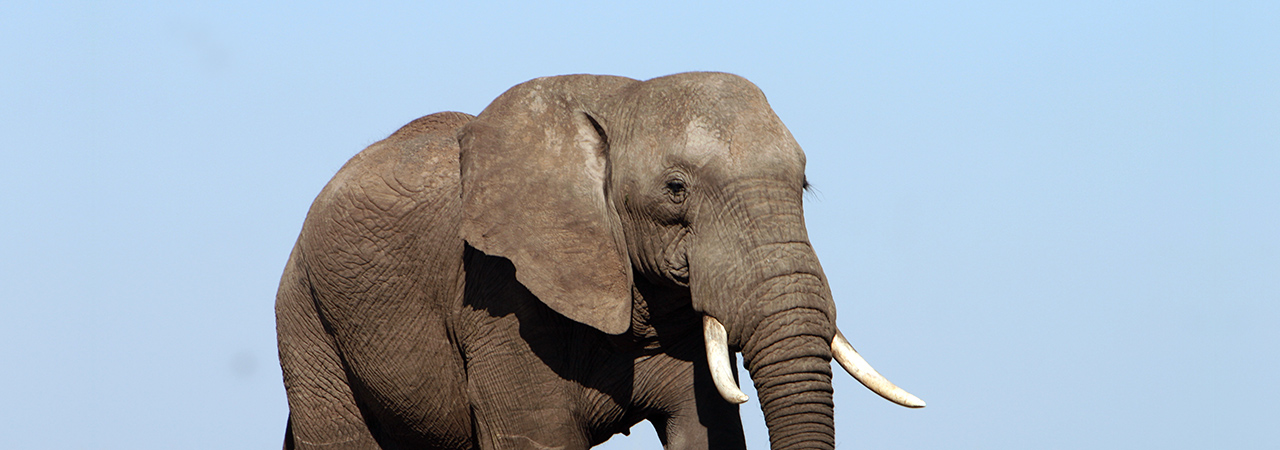 Dodging charging elephants in a Kenyan forest (insider)
