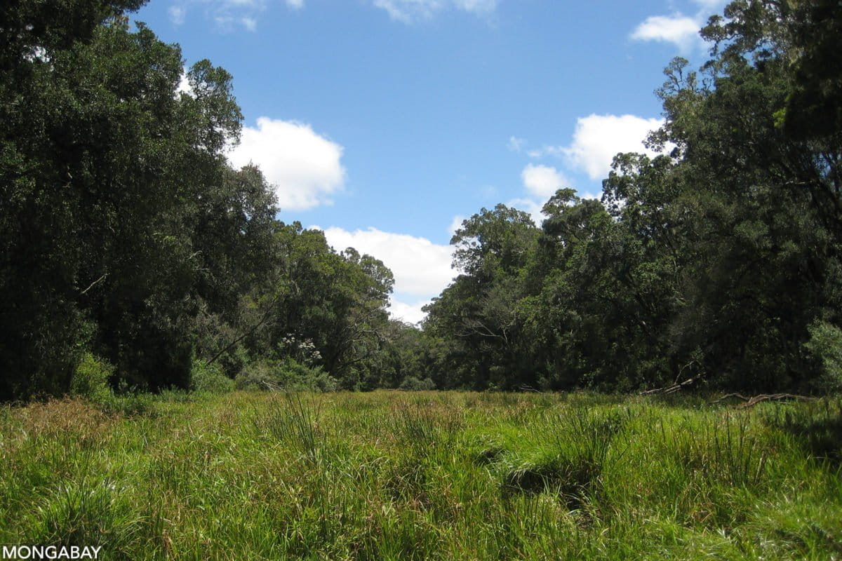 Dodging charging elephants in a Kenyan forest (insider)