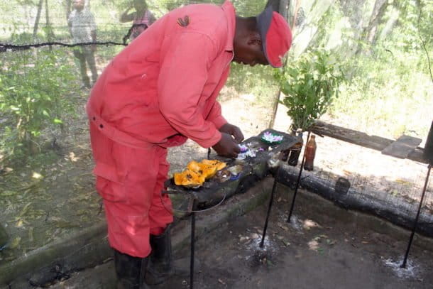 Butterfly business: Insect farmers help conserve East African forests