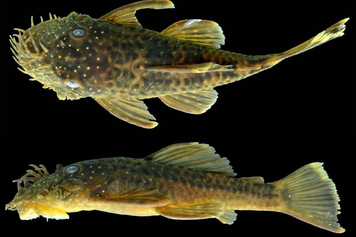 Six new catfish species, facial tentacles and all, described in Amazon