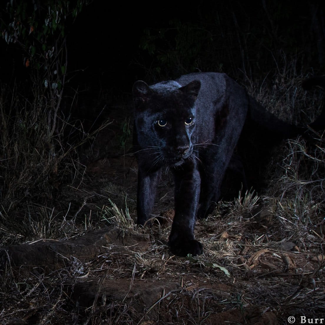 February 2019 - Page 2 of 4 - Conservation news