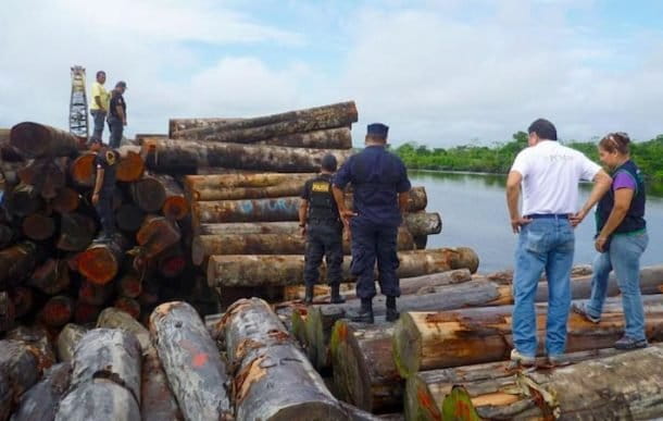 Peru: Report reveals high rates of illegality in timber extraction