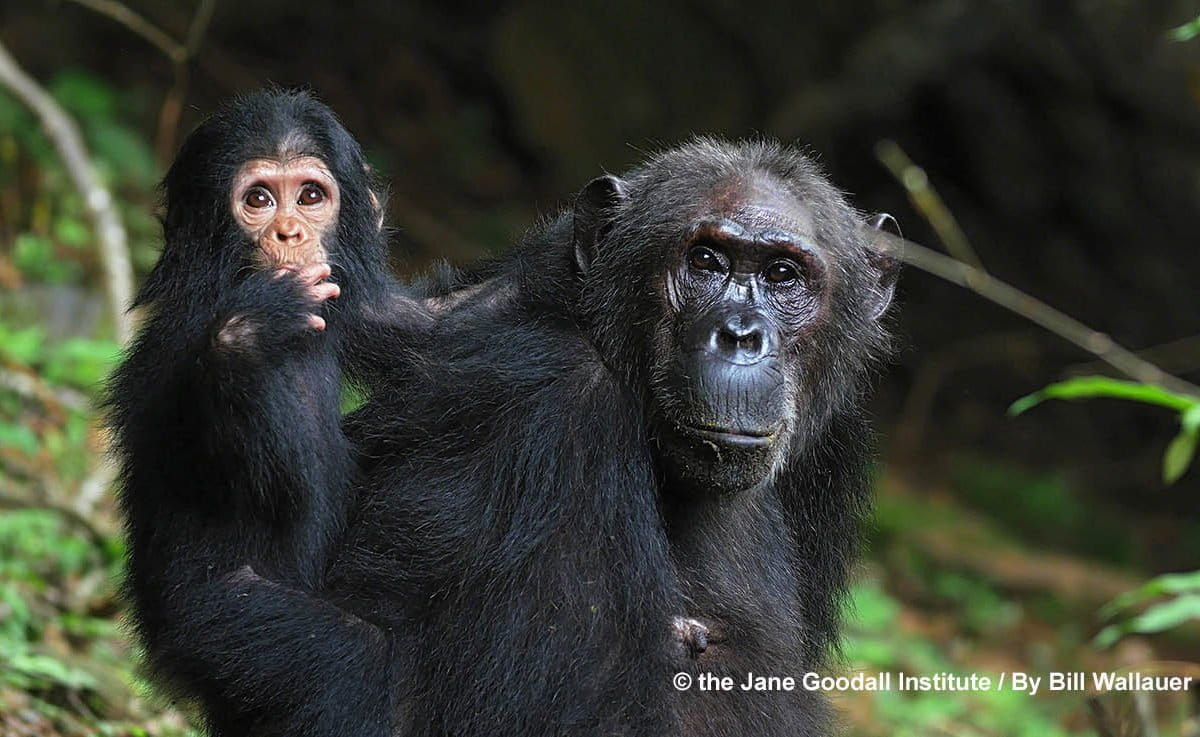 Research into chimp health benefits human, ecosystem well-being too