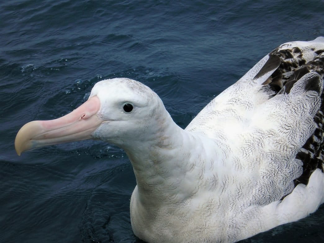 AI and public data identify fishing behavior to protect hungry seabirds