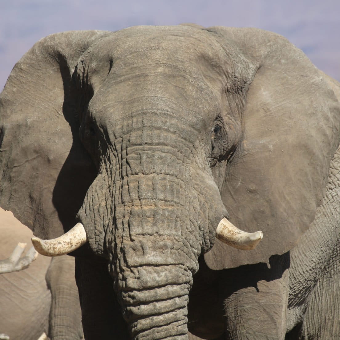 February 2019 - Conservation news