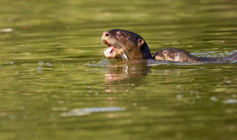The odor side of otters: Tech reveals species’ adaptations to human ...